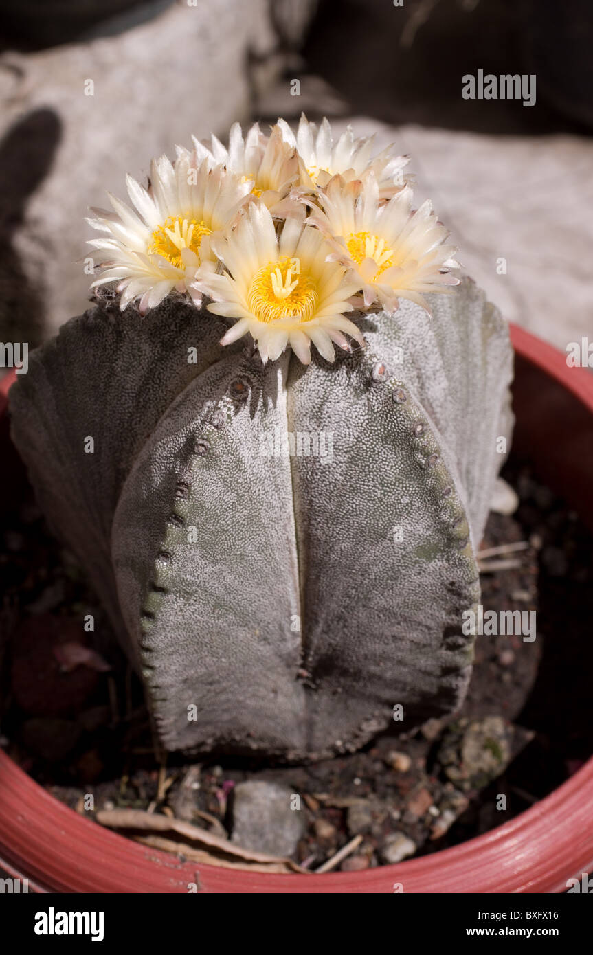 Bishop´s cap cactus (Astrophytum myriostigma) during spring Stock Photo ...