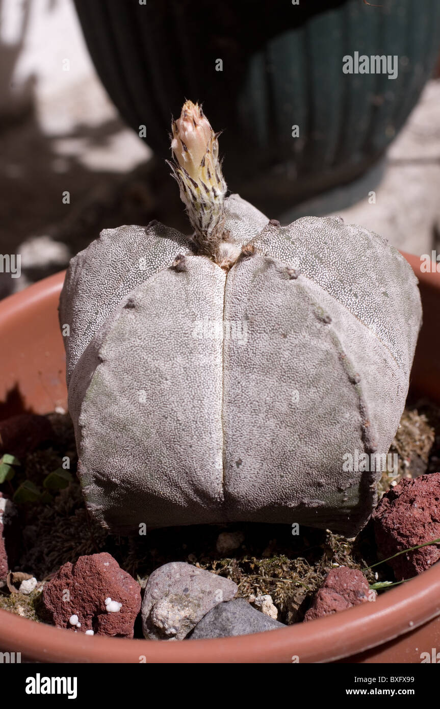 Bishop´s cap cactus (Astrophytum myriostigma) during spring Stock Photo ...