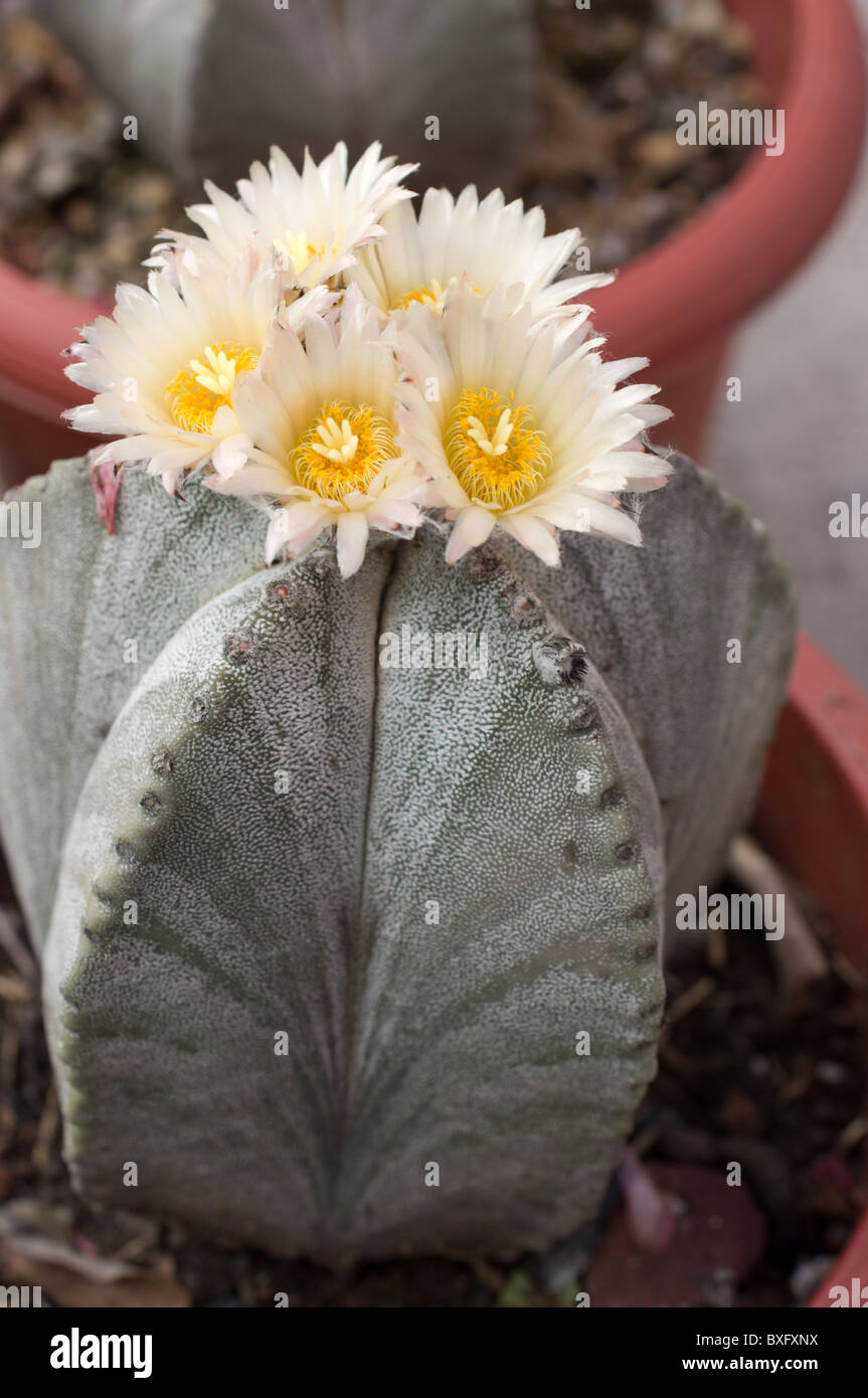 Bishop´s cap cactus (Astrophytum myriostigma) during spring Stock Photo ...