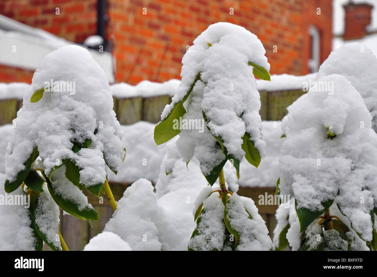 Ascot, Berkshire, England: snow covered rhododendron bush in a garden ...