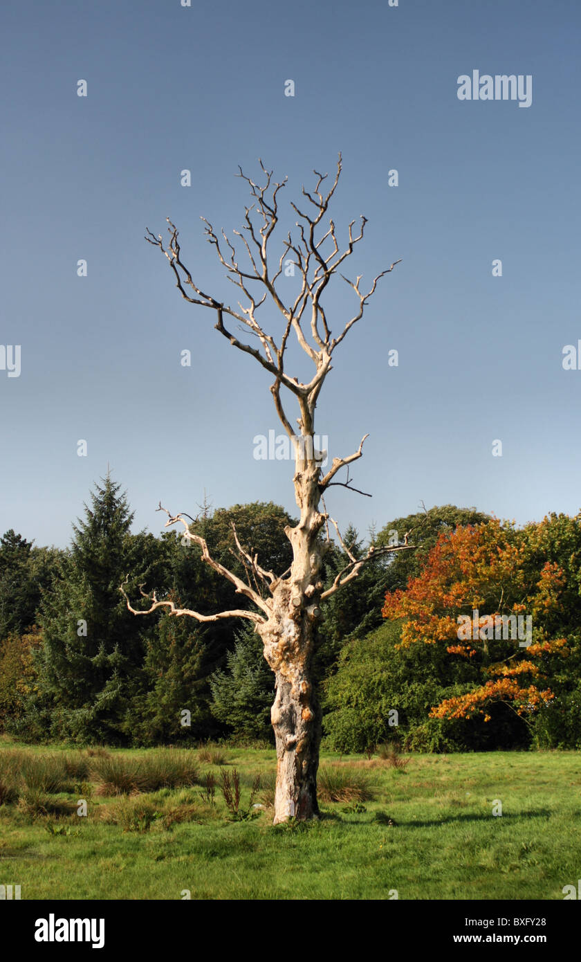 Dead tree and autumn trees in Croxteth Park Liverpool Stock Photo - Alamy