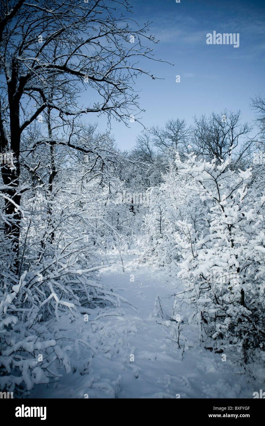Winter forest in snow Stock Photo - Alamy