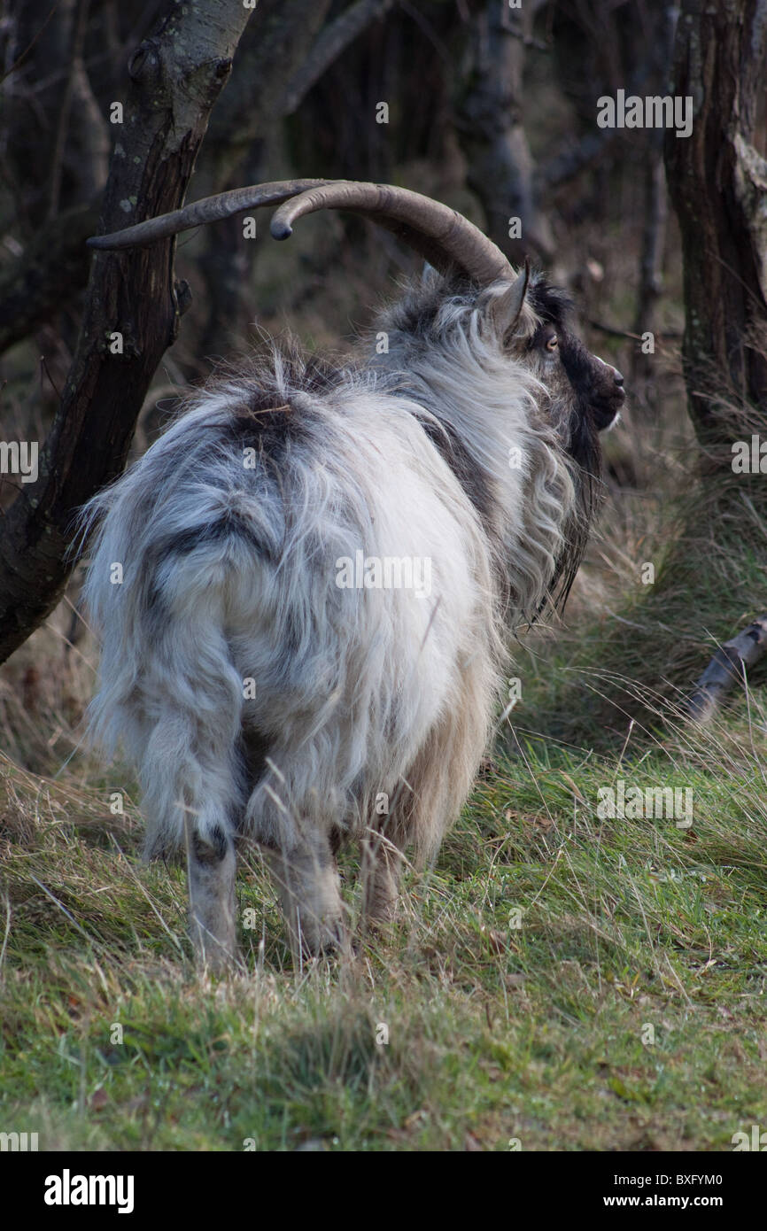 Feral goat (Capra aegagrus hircus) at the foot of Tryfan in North Wales ...