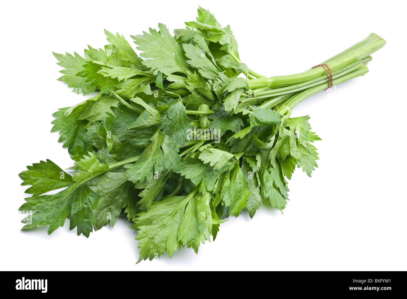 Fresh celery herb Stock Photo - Alamy