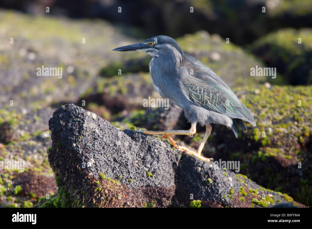 Striated Heron (Butorides striata striata), South American subspecies ...