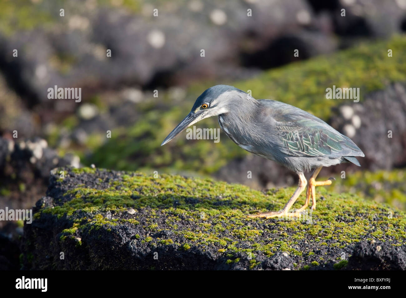 Striated Heron (Butorides striata striata), South American subspecies ...