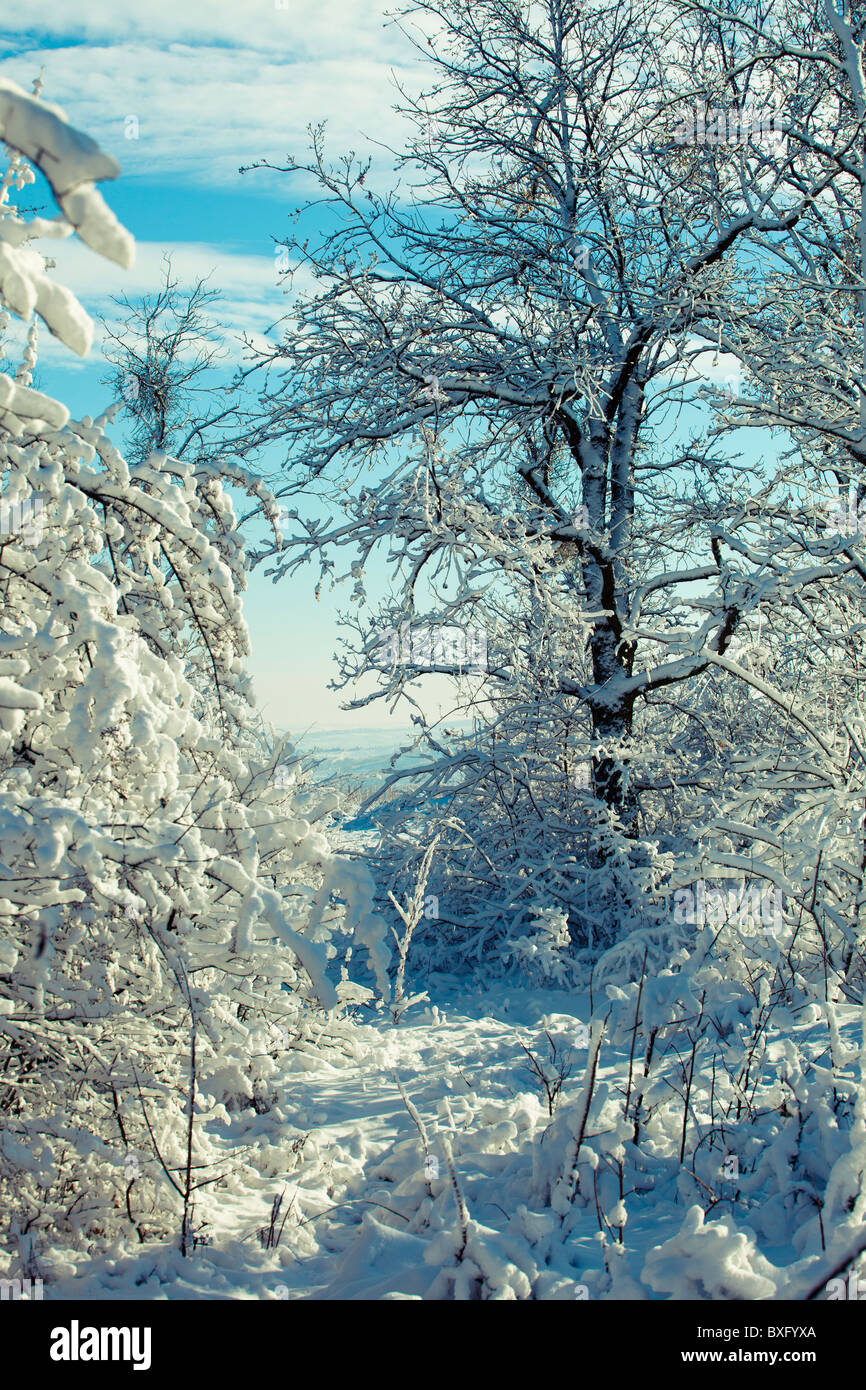 Winter forest in snow Stock Photo - Alamy