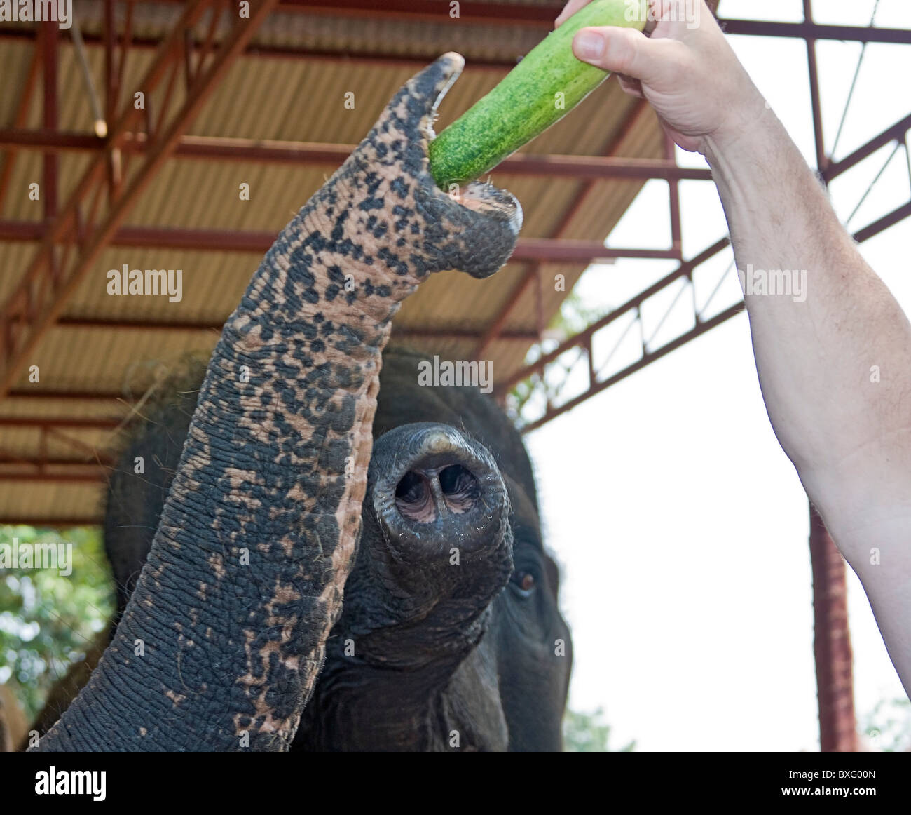 Visitor feeds elephant a cucumber at Elephant Stay, an elephant ...