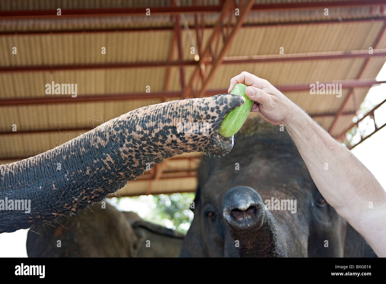 Visitor feeds elephant a cucumber at Elephant Stay, an elephant ...