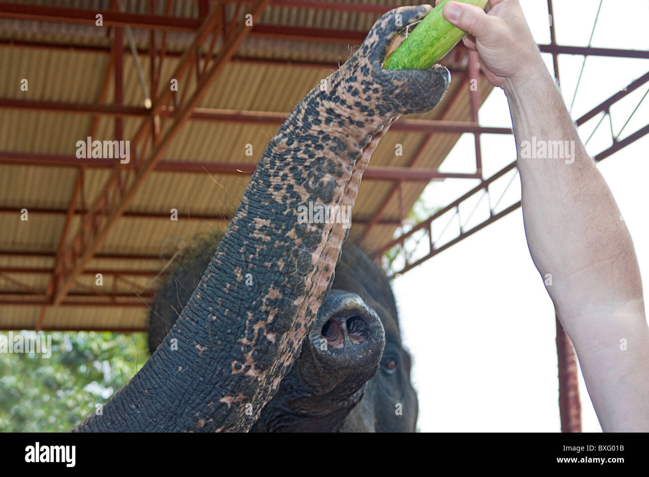 Visitor feeds elephant a cucumber at Elephant Stay, an elephant ...