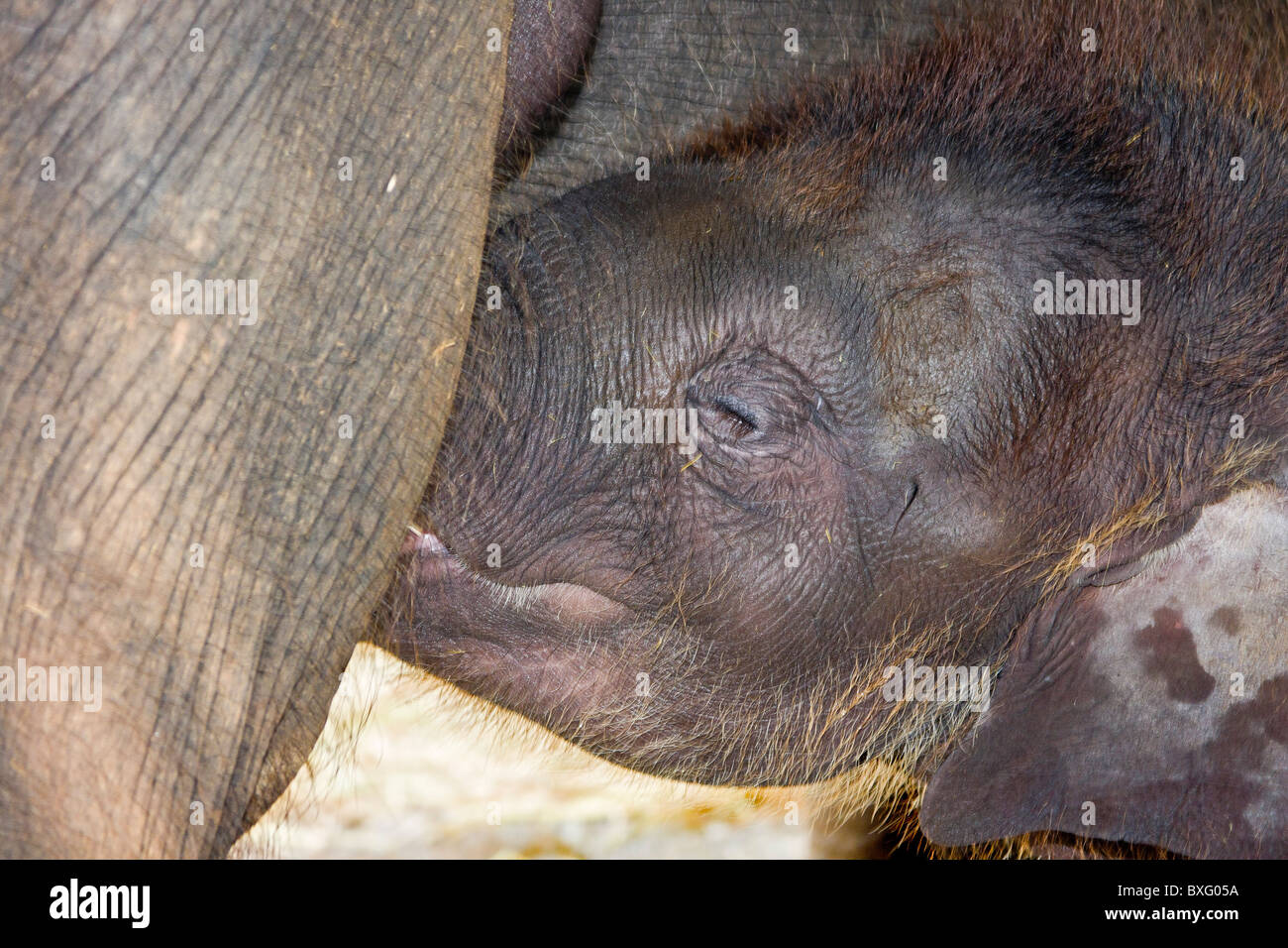 Baby elephant nurses on mother at Elephant Stay, an elephant ...