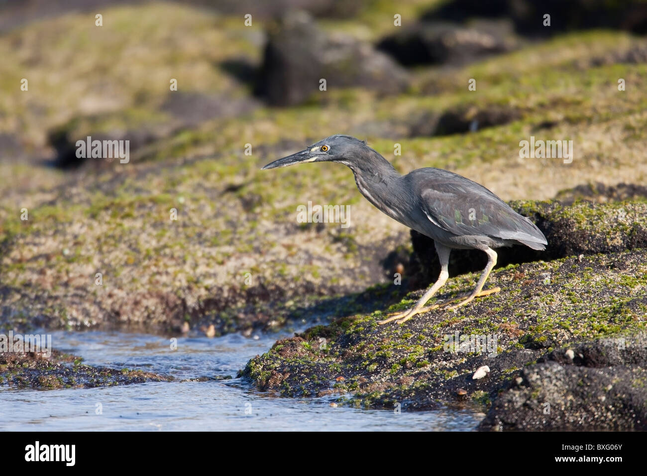 Striated Heron (Butorides striata sundevalli), Galapagos subspecies ...