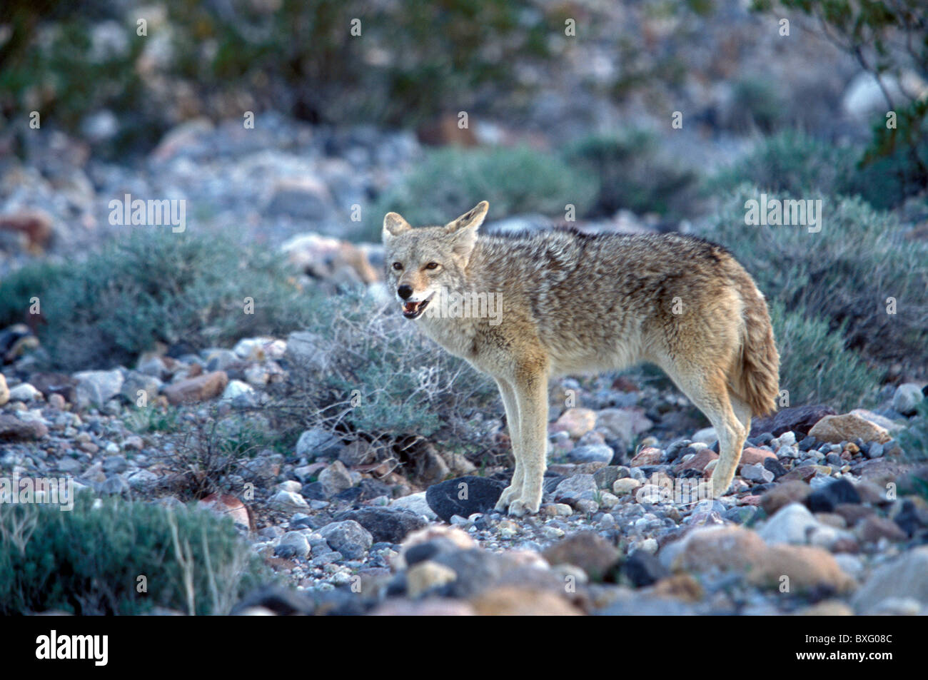 Death valley coyote hi-res stock photography and images - Alamy