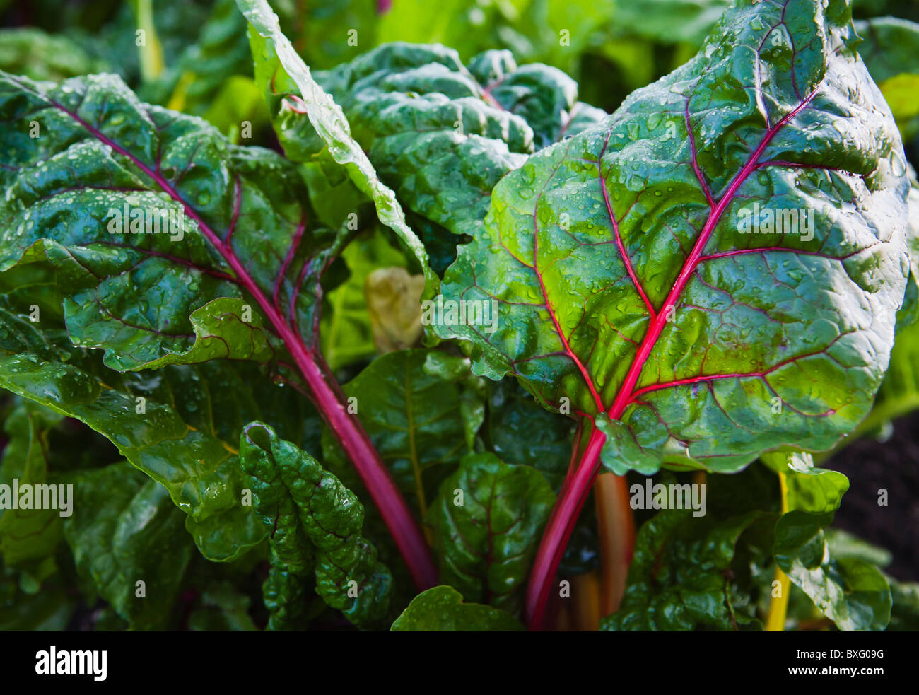 Closeup view of Red Swiss Chard in a garden. Seattle, WA, USA Stock ...