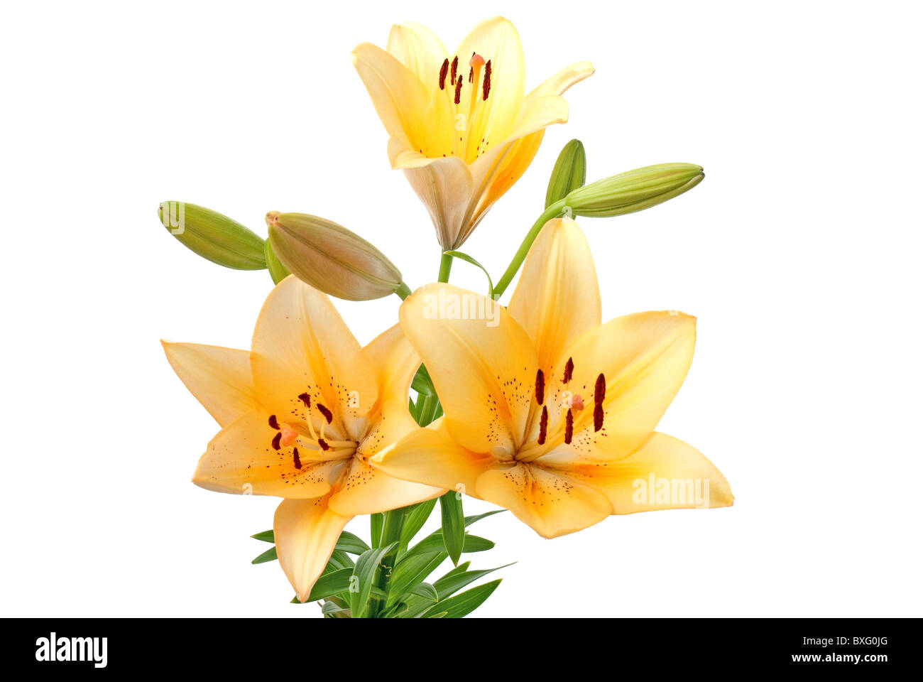 Beautiful yellow lilies isolated on white background Stock Photo - Alamy