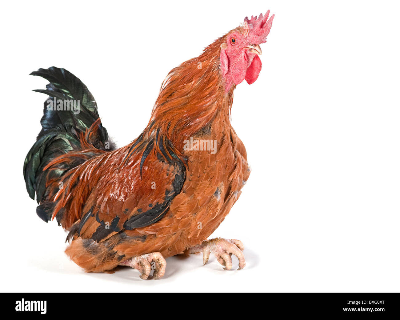 Rooster hi-res stock photography and images - Alamy