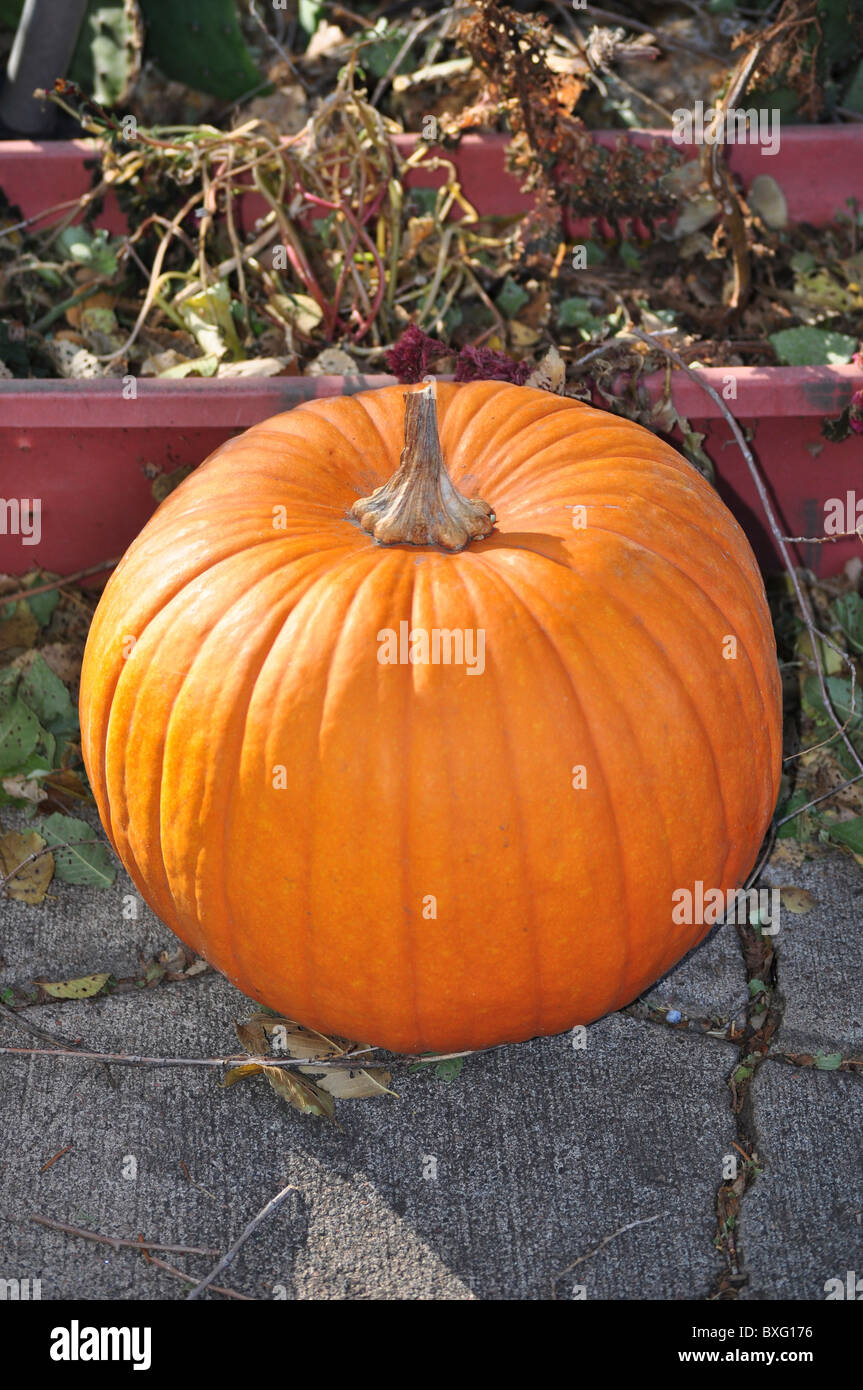 Single halloween hi-res stock photography and images - Alamy