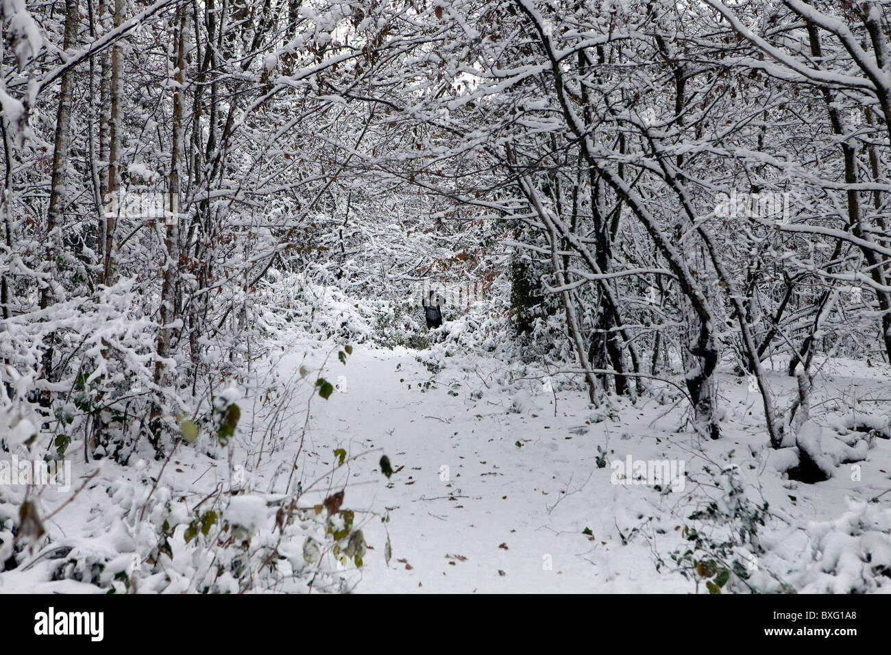 Queens Wood London High Resolution Stock Photography and Images - Alamy