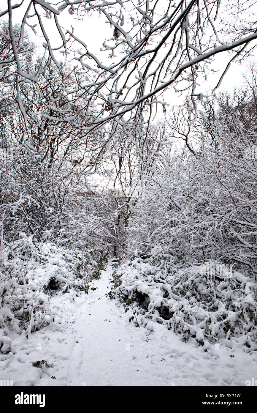 Queens wood hi-res stock photography and images - Alamy