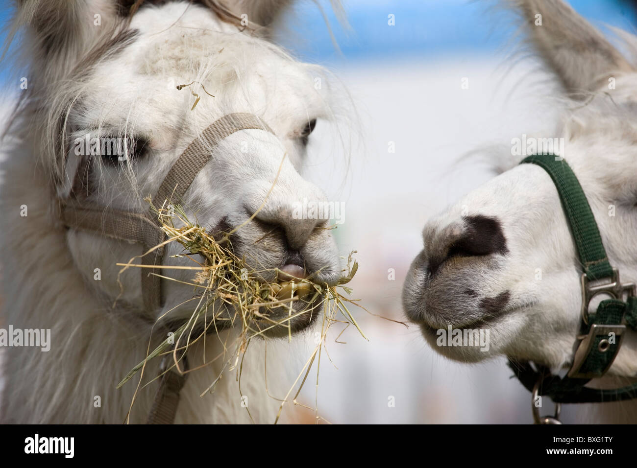 Llamas hi-res stock photography and images - Alamy