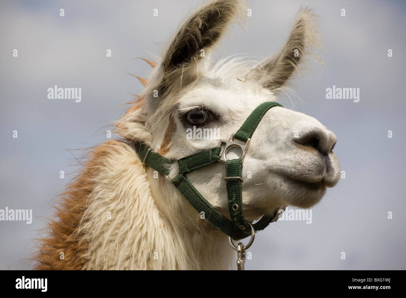 Llama - lama glama Stock Photo - Alamy