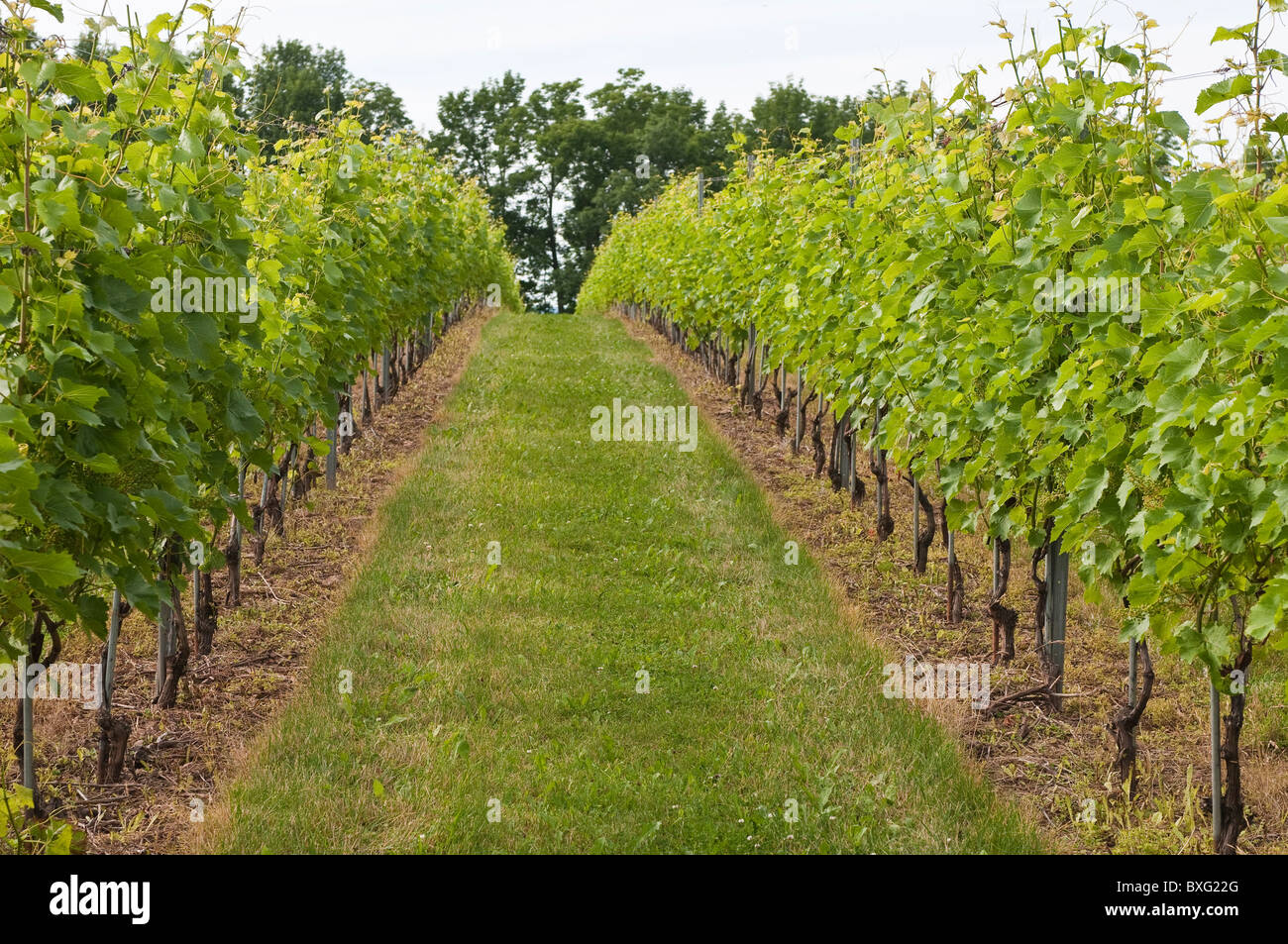 Grand pre winery nova scotia hi-res stock photography and images - Alamy