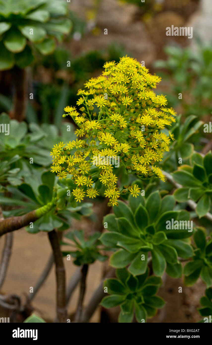 A succulent, Aeonium manriqueorum, in flower; Canary Islands Stock ...