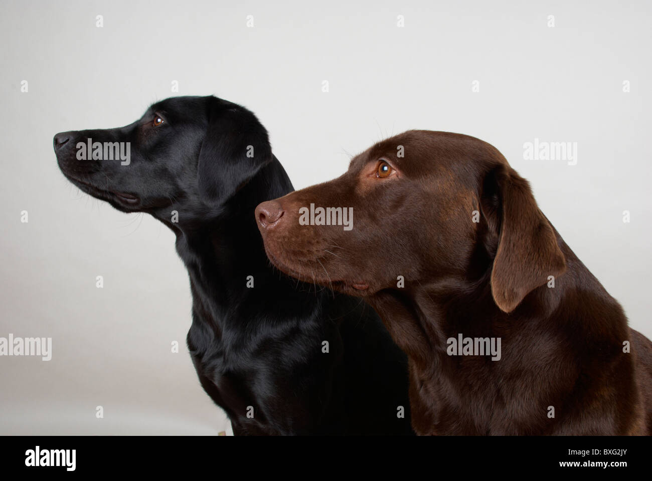 Black & chocolate Labrador retrievers Stock Photo - Alamy