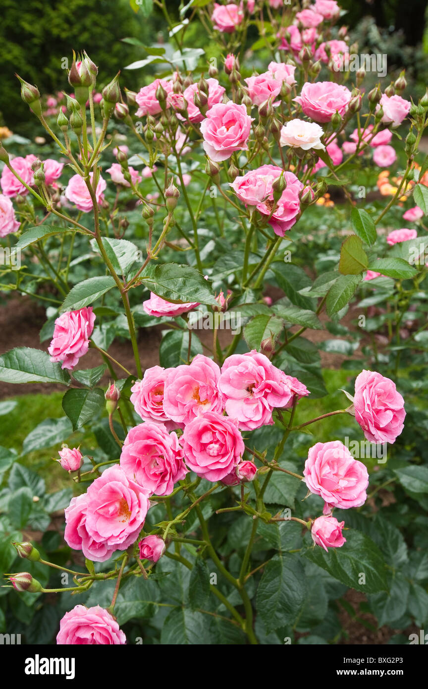 Annapolis royal historic gardens hi-res stock photography and images ...