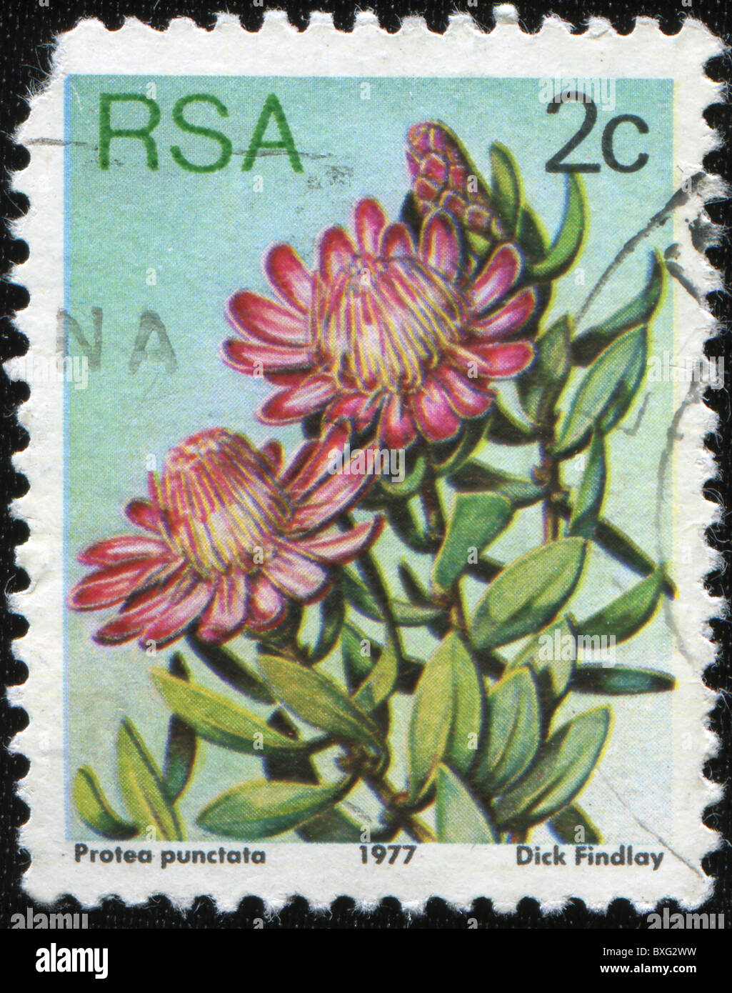 SOUTH AFRICA - CIRCA 1977: A stamp printed in South Africa shows Protea ...