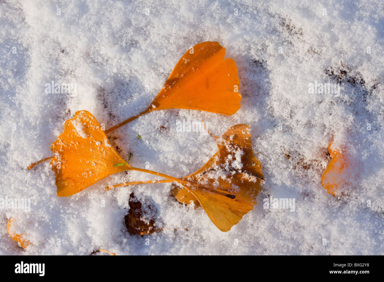 Gingko biloba tree trees hi-res stock photography and images - Alamy