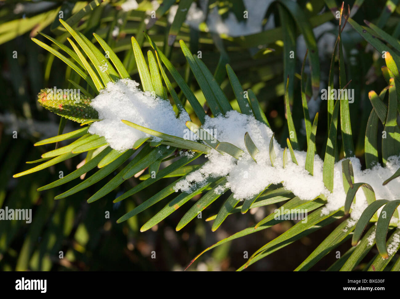Wollemi pine Wollemia nobilis, from Wollemi National Park in New South ...