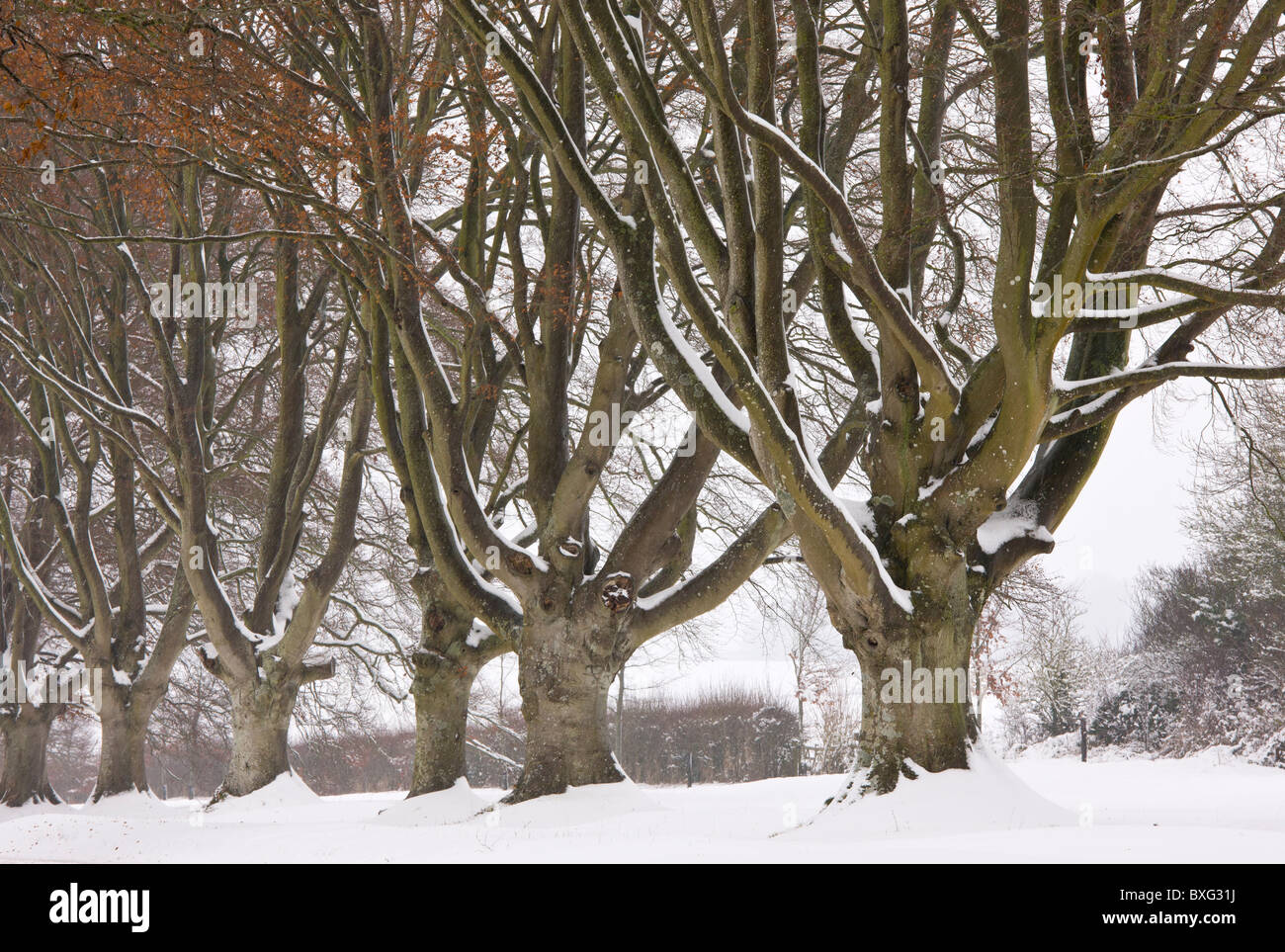 Old pollard Beech avenue at Kingston Lacey, Wimborne in heavy winter ...