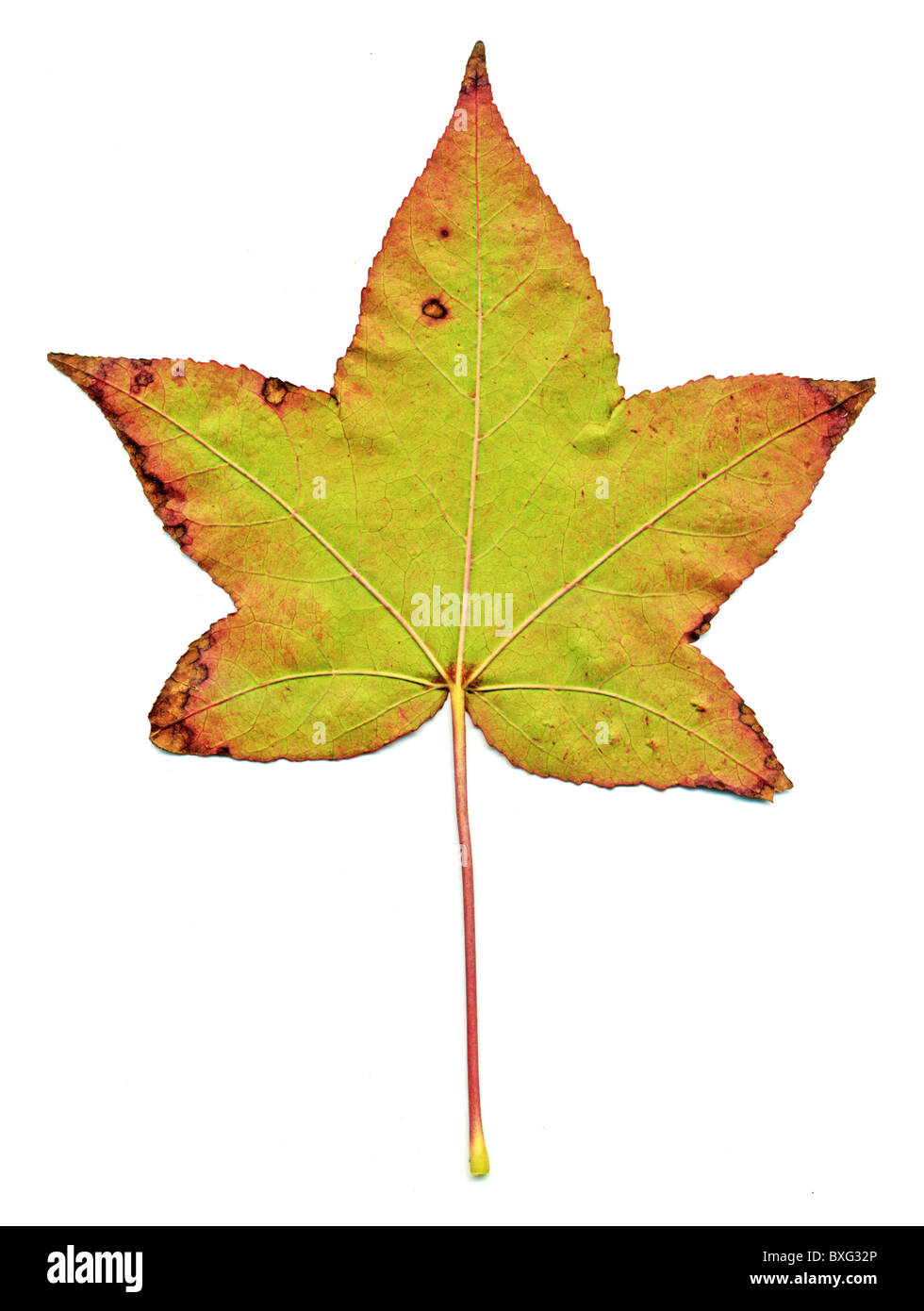Beautiful autumn maple leaf isolated on white background Stock Photo ...