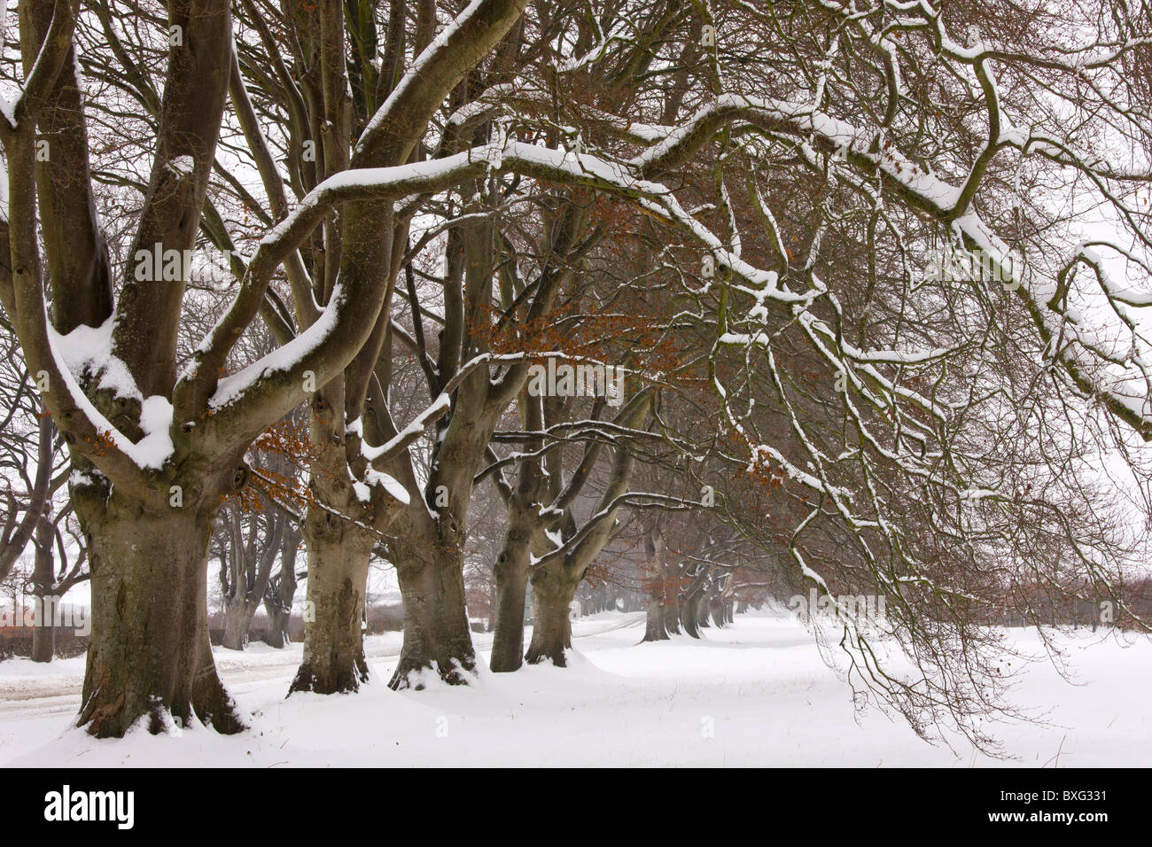 Old pollard Beech avenue at Kingston Lacey, Wimborne in heavy winter ...