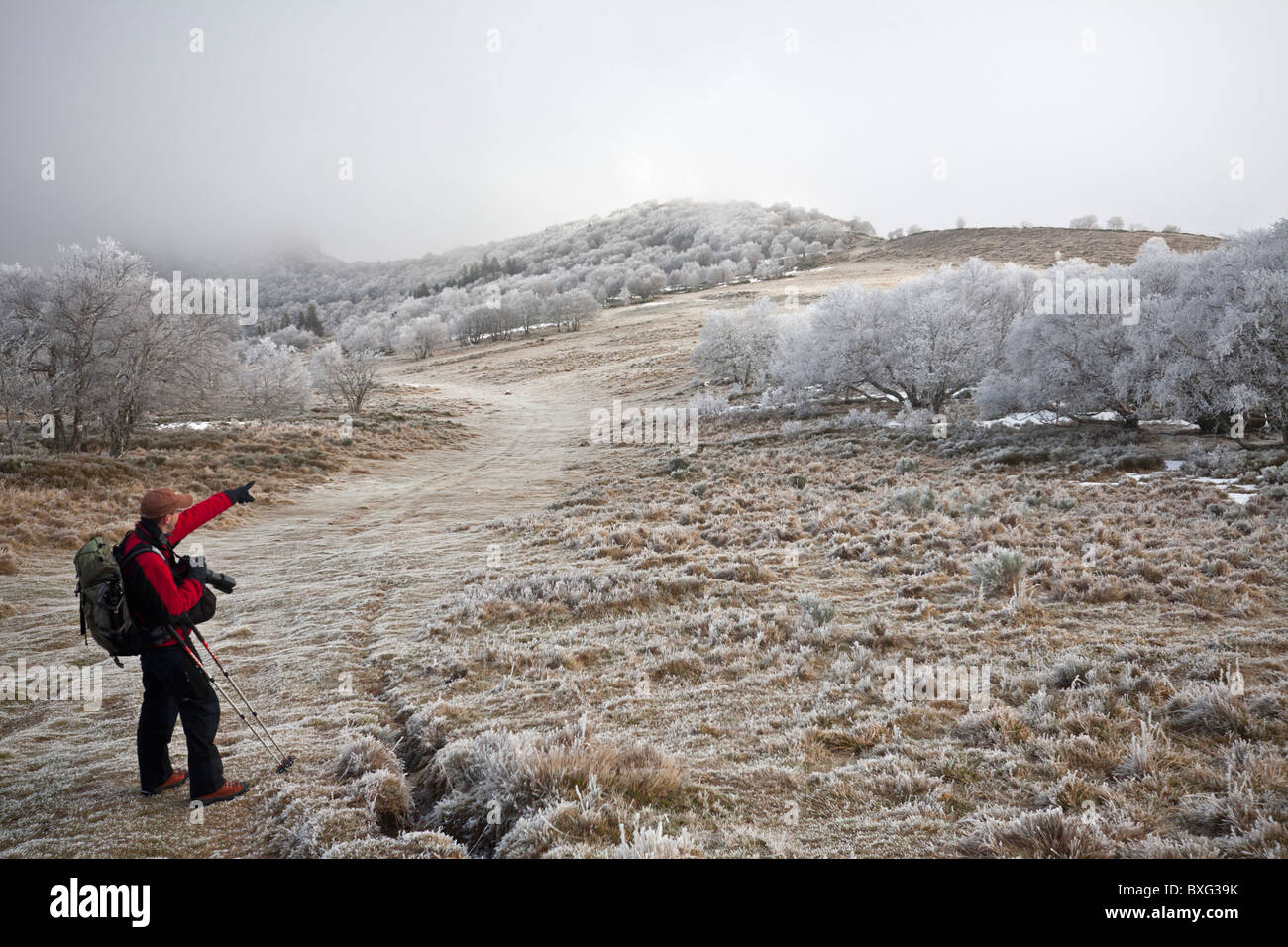 A photographer hiker gazing at a birch forest covered in frost (France ...