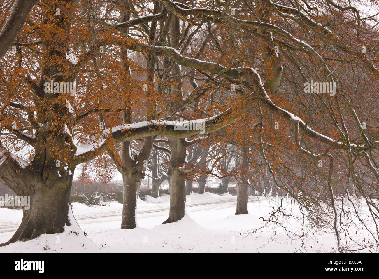 Heavy snowfall beech trees hi-res stock photography and images - Alamy