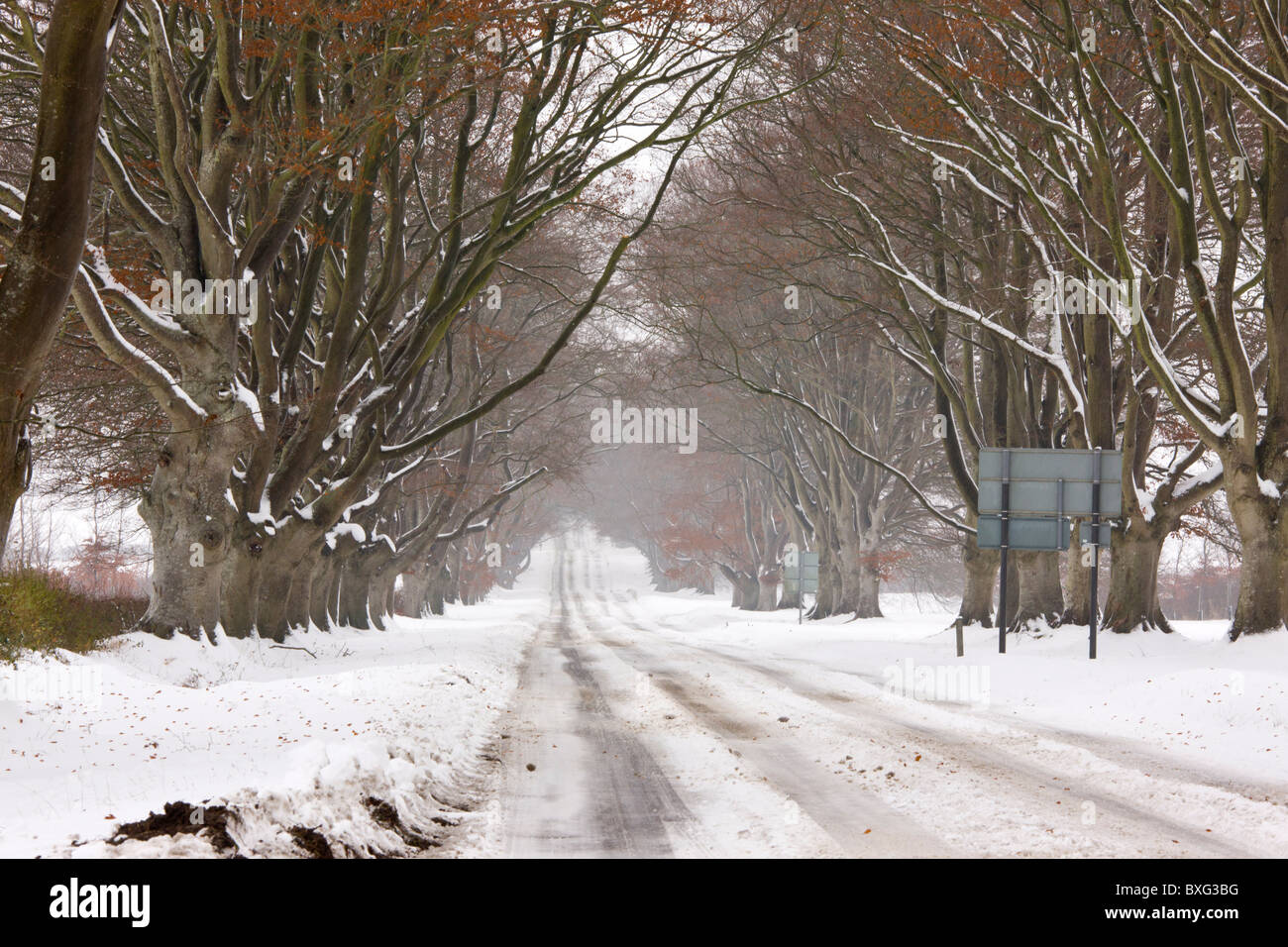 Old pollard Beech avenue at Kingston Lacey, Wimborne in heavy winter ...