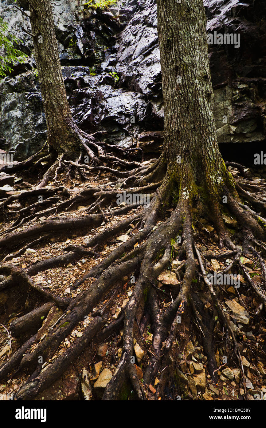 Exposed roots of trees caused by human foot traffic in a rock climbing ...