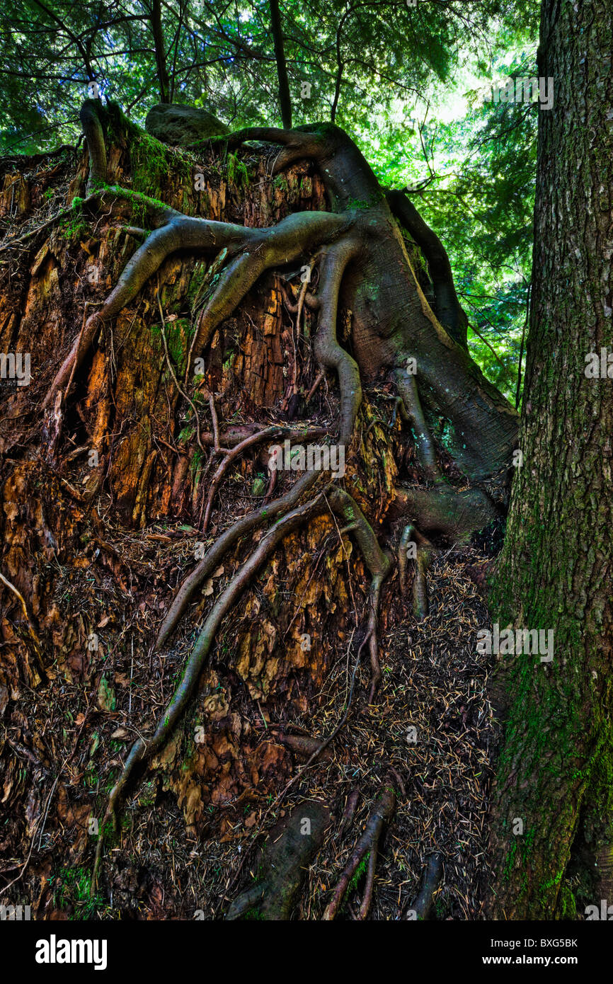 Roots of a tree clinging to and wrapped around an old deteriorating ...