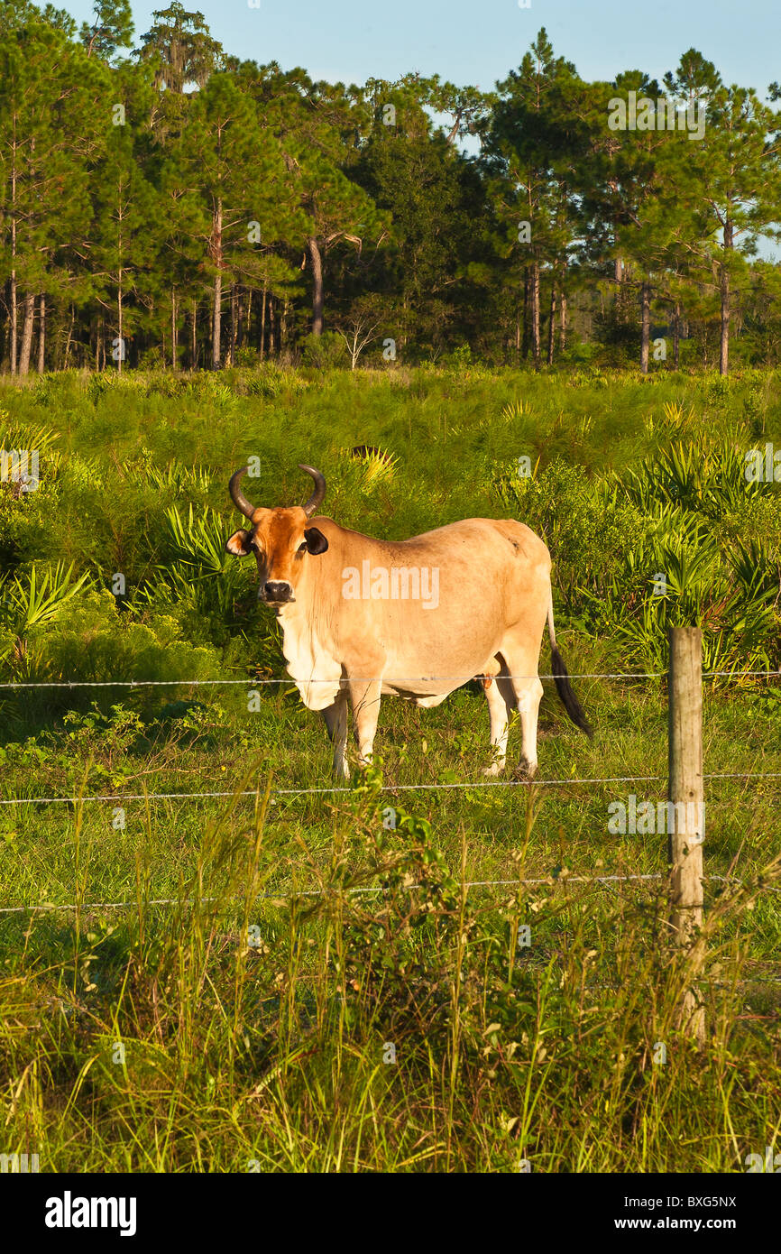 Bull Florida Cracker heritage cattle breed, Wesley Chapel, Fl Stock ...