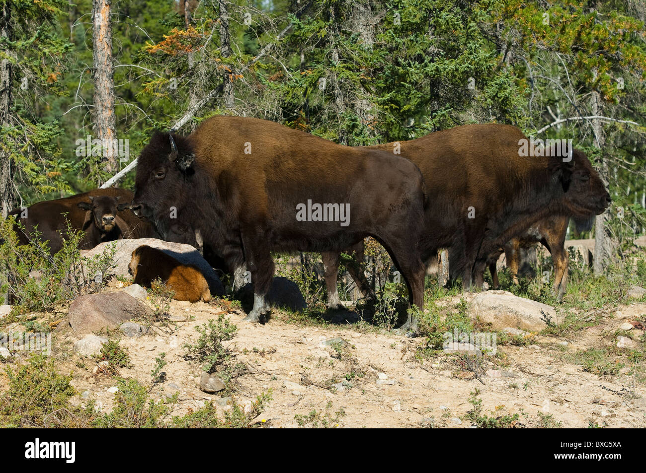 Wood bison (Bison athabascae) roaming Wood Buffalo National Park ...