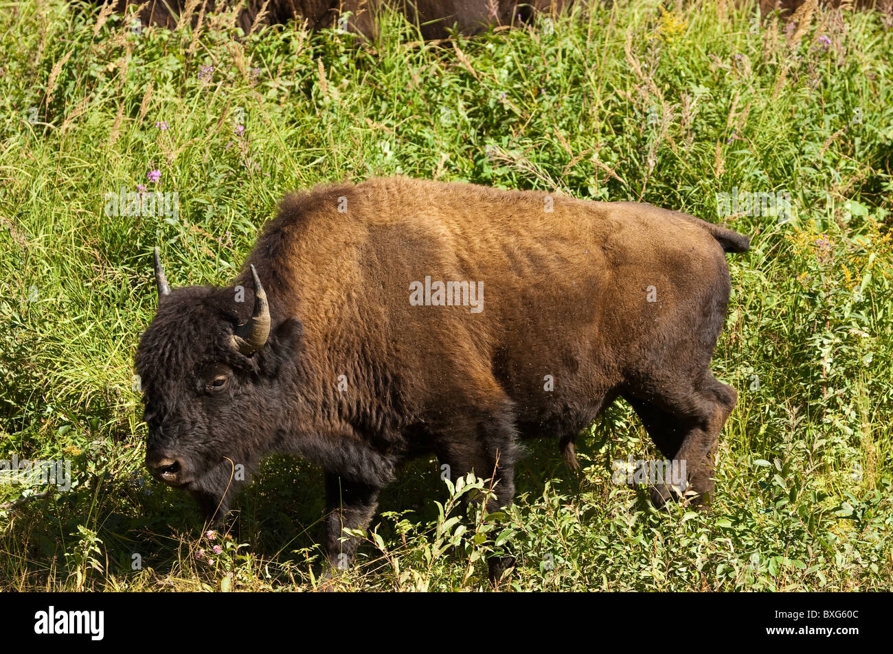 Wood buffalo national park hi-res stock photography and images - Alamy