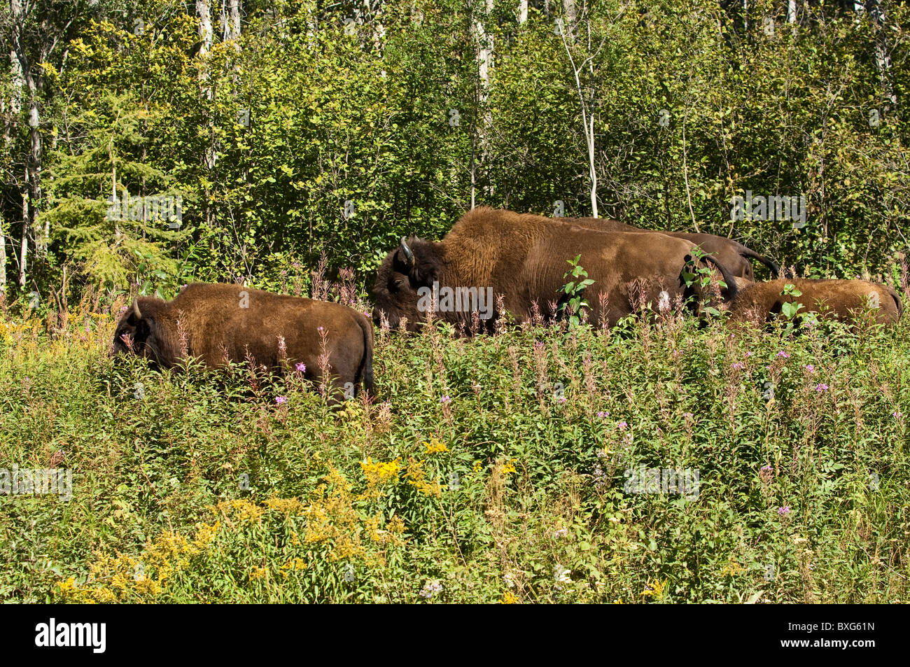 Wood bison (Bison athabascae) roaming Wood Buffalo National Park ...