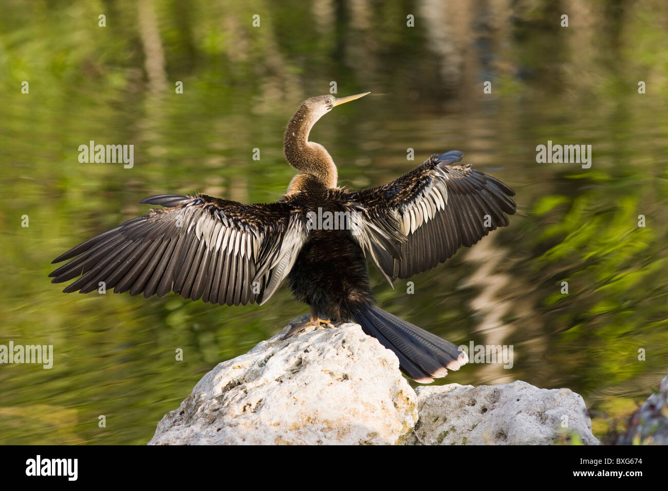 Anhinga snakebird darter, Anhinga anhinga, in the Everglades, Florida ...
