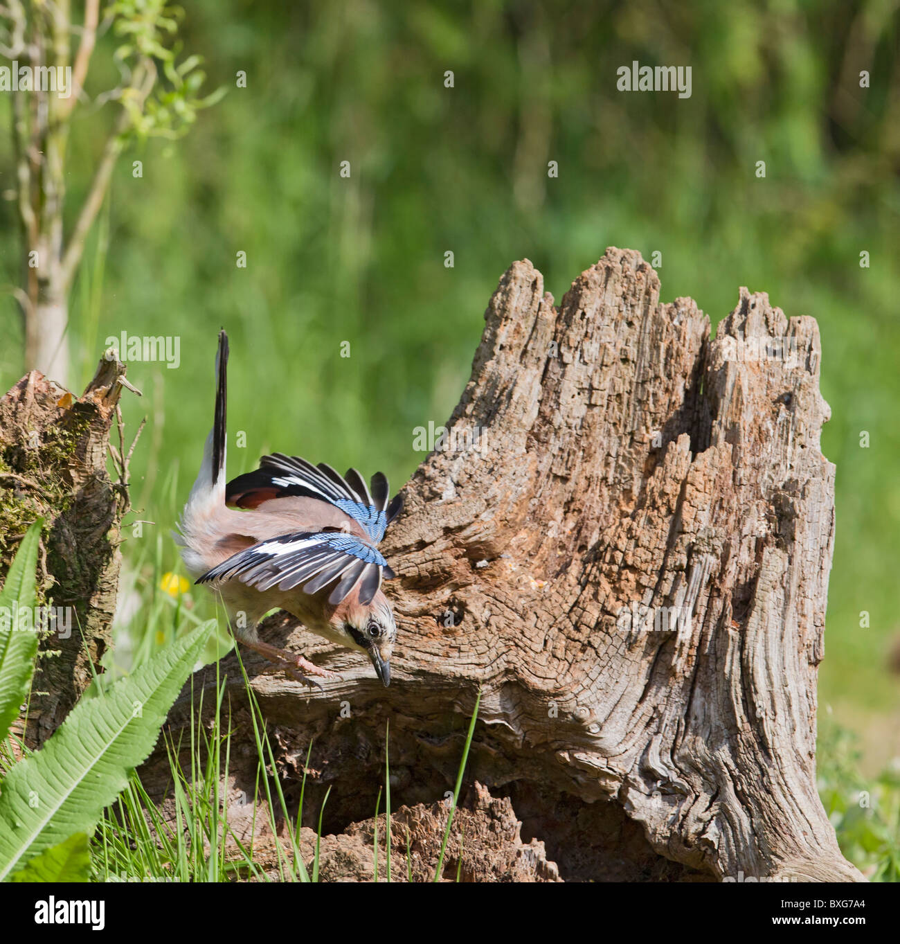 Jay ( Garrulus glandarius ) on stump in meadow Stock Photo - Alamy
