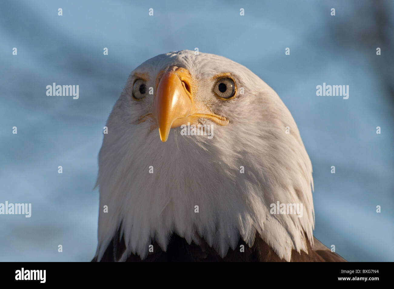 Close-up of a Bald Eagle Stock Photo - Alamy