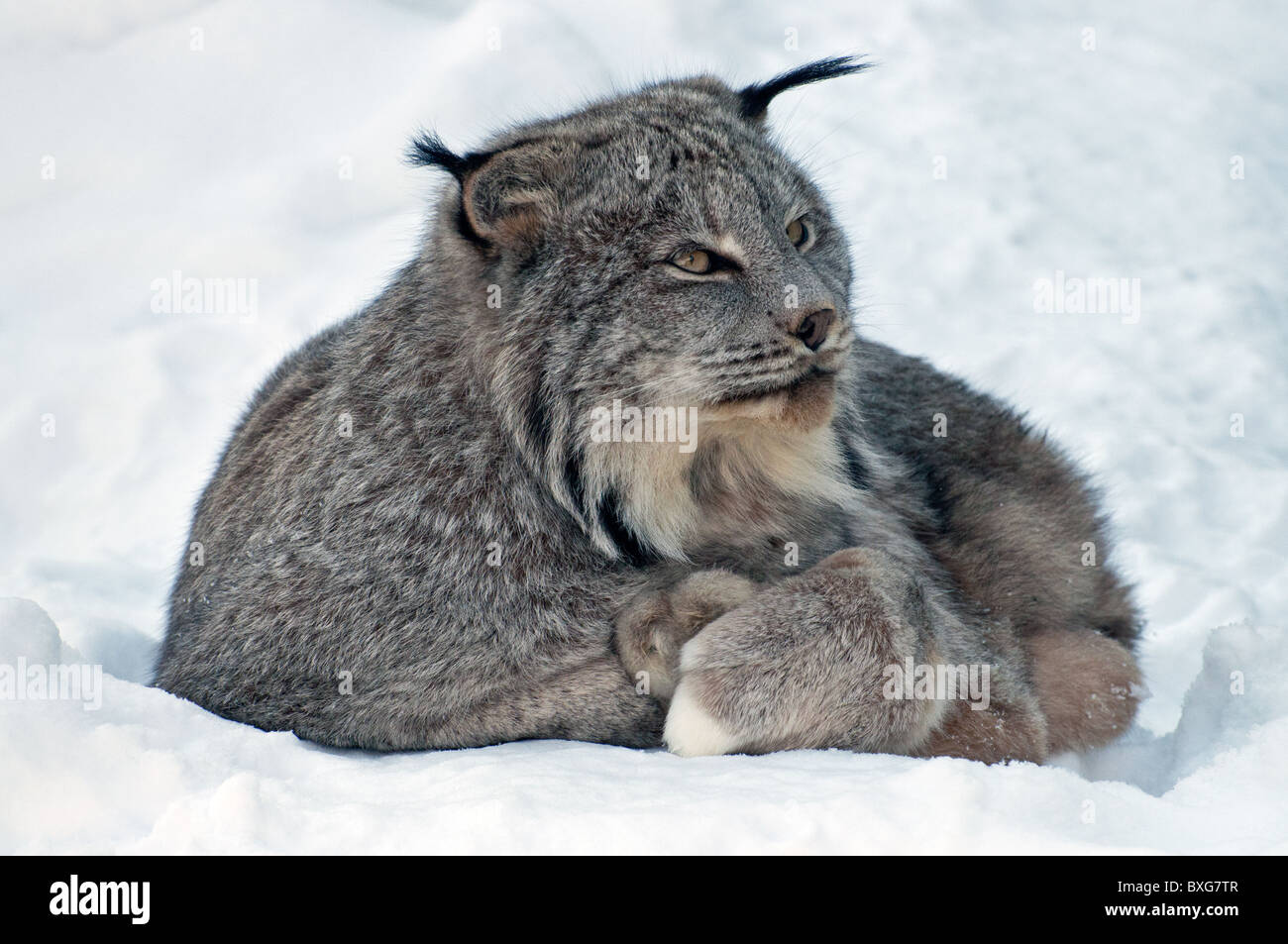 A Canadian Lynx at rest in winter Stock Photo - Alamy