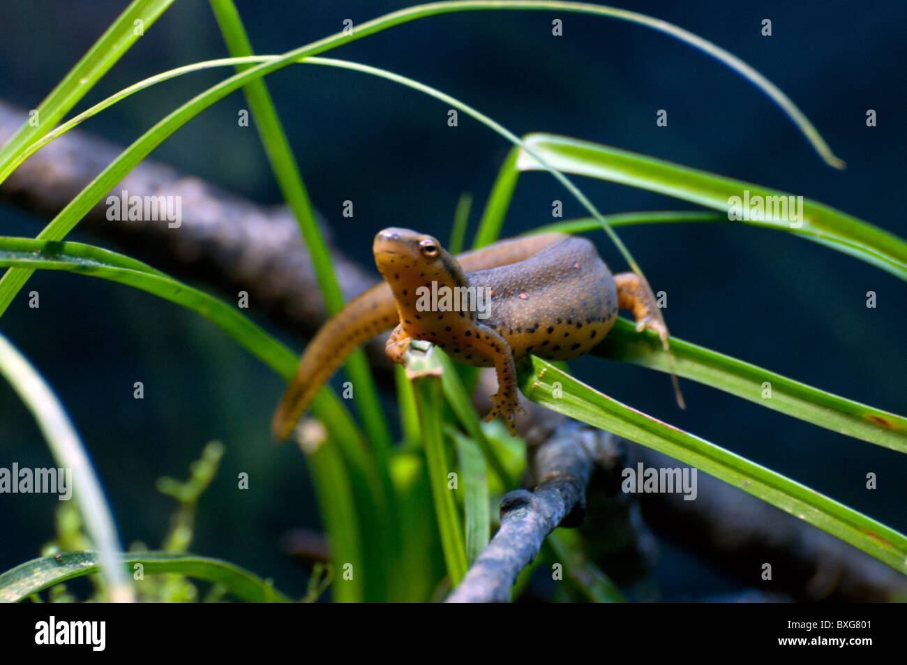 Newt red spotted hi-res stock photography and images - Alamy