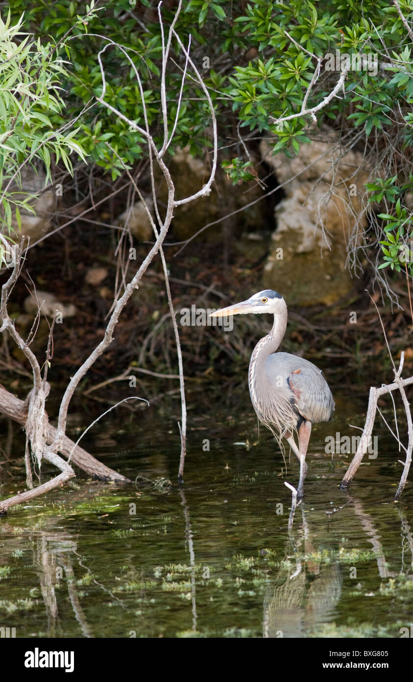 Great Blue Heron, Ardea herodias, on tree branches in the Everglades ...